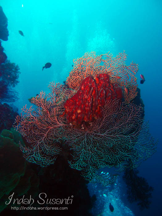 Bali Diving: East and South East – indahs: dive, travel & photography