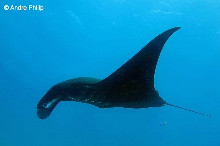 Majestic Manta Rays – Facts, Threats, Images & Video – indahs: dive ...