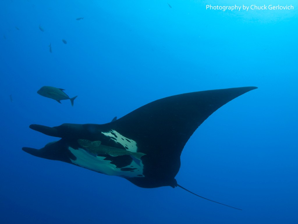 Majestic Manta Rays – Facts, Threats, Images & Video – indahs: dive ...