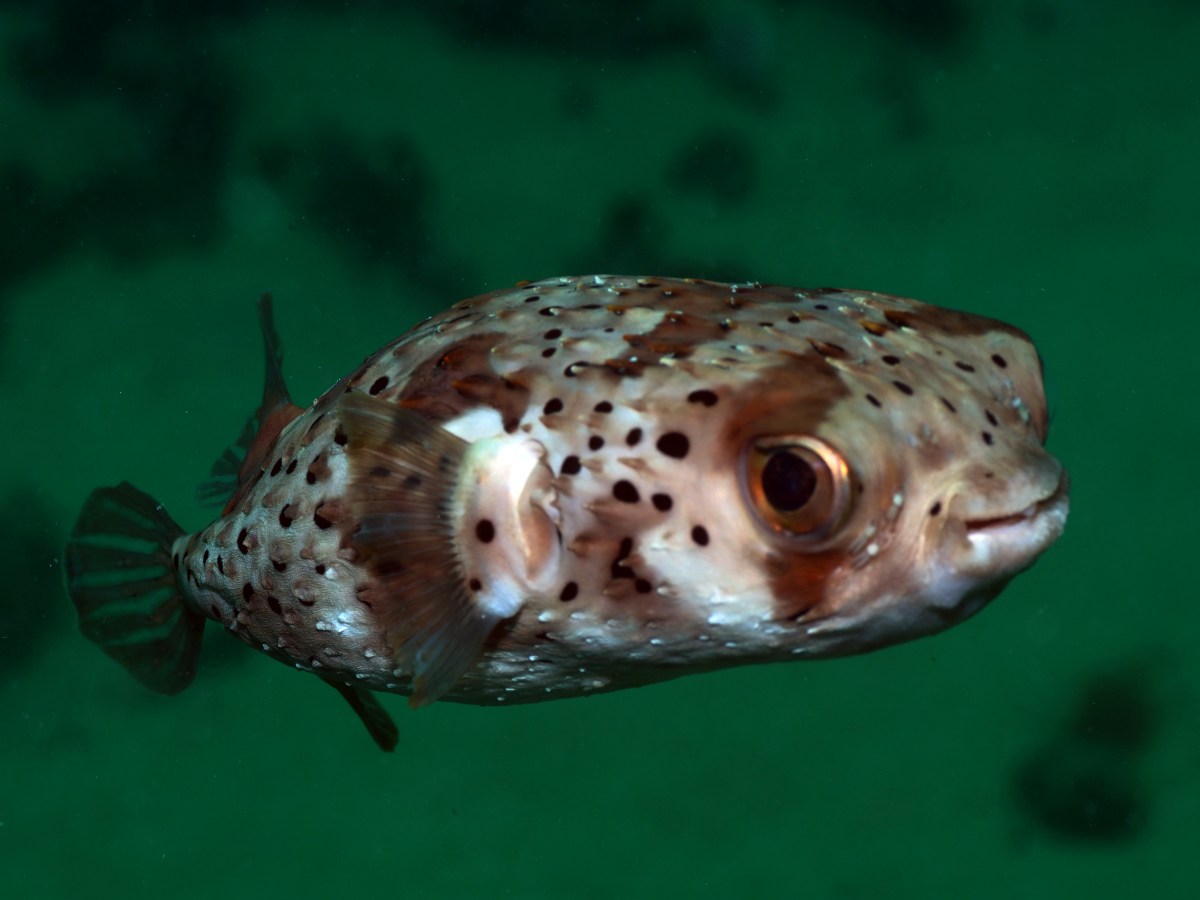 Panic Attack and Pufferfish – indahs: dive, travel & photography