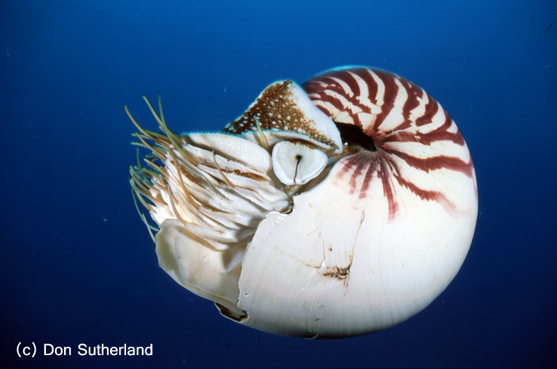 Featured Photographer: Don Sutherland – indahs: dive, travel & photography