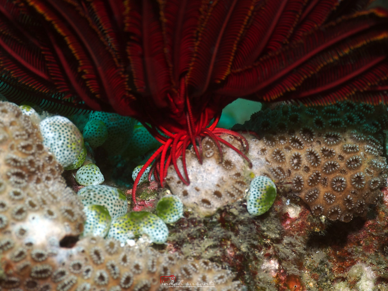 Crinoids Facts: Feather Stars and Sea Lilies – indahs: dive, travel ...