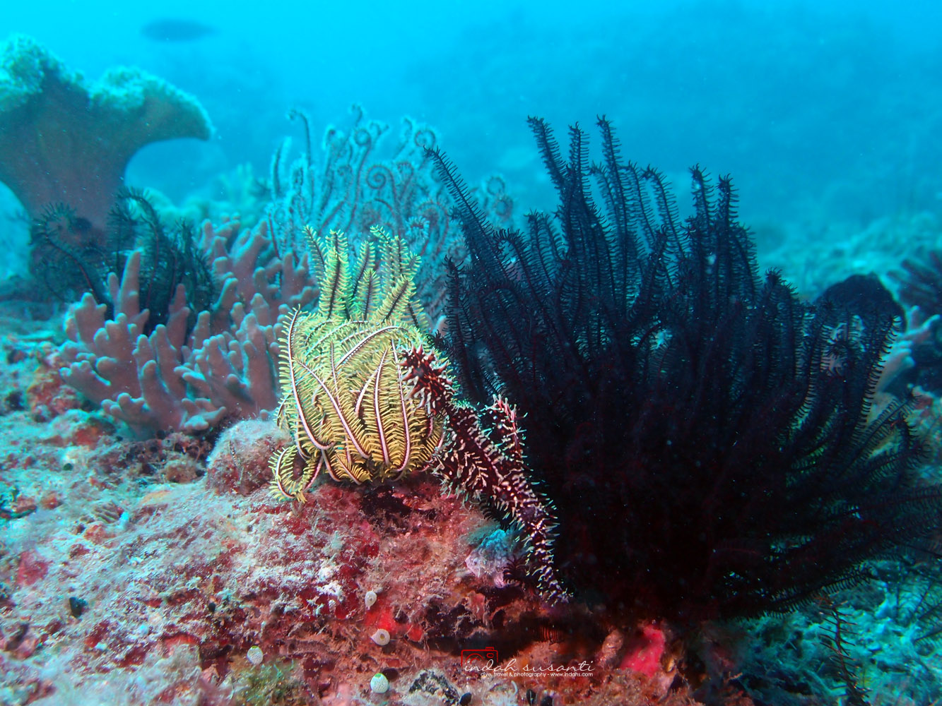 Crinoids Facts: Feather Stars and Sea Lilies – indahs: dive, travel ...