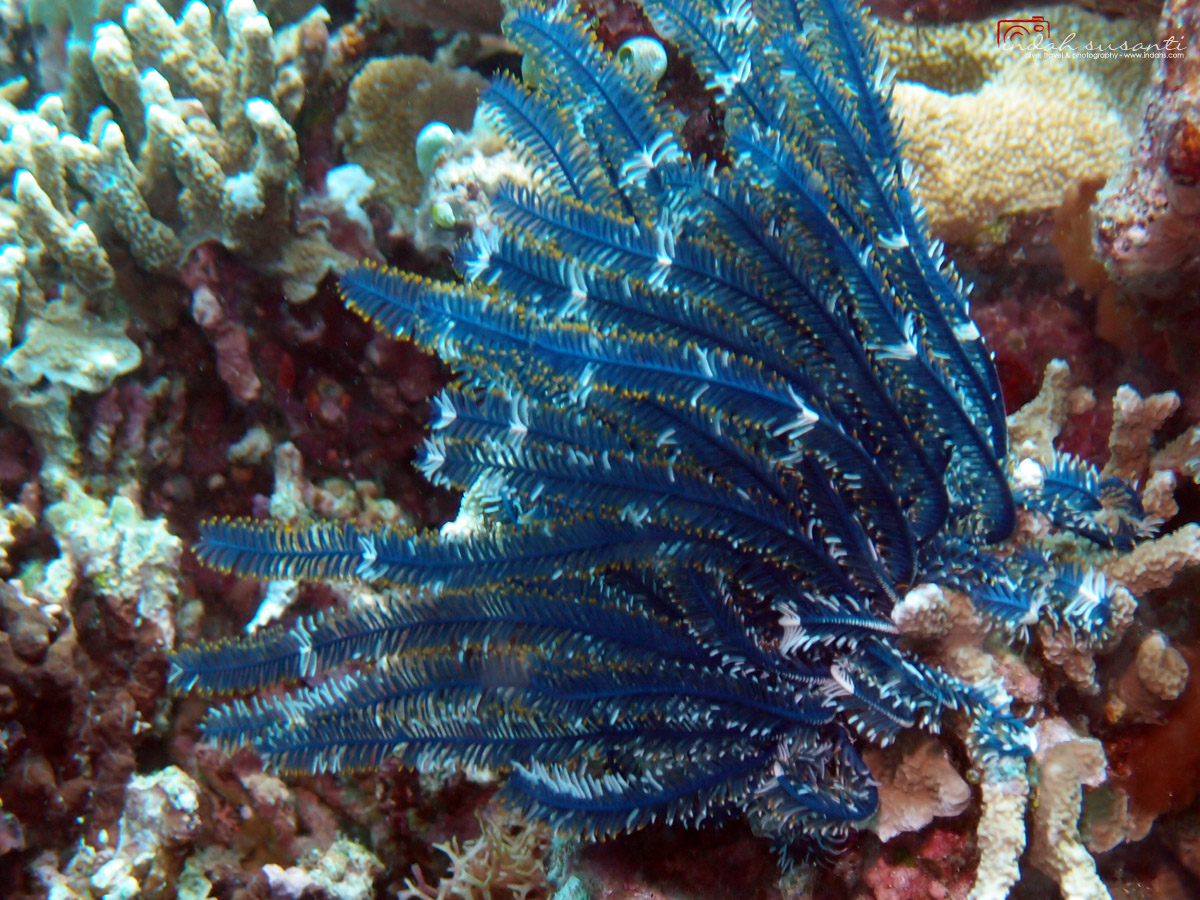 Crinoids Facts: Feather Stars and Sea Lilies – indahs: dive, travel ...
