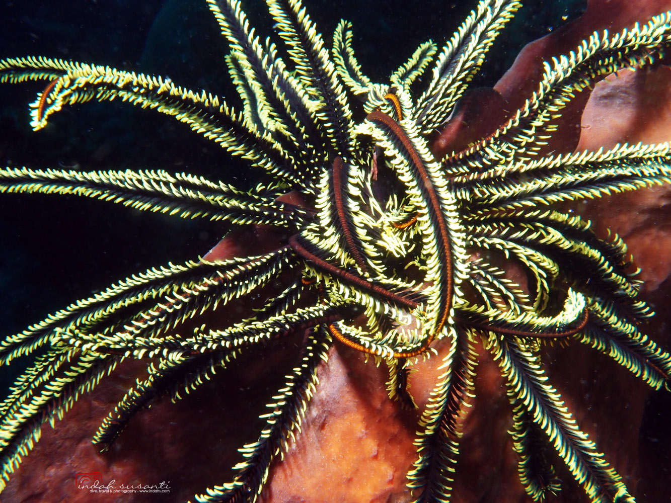 Crinoids Facts: Feather Stars and Sea Lilies – indahs: dive, travel ...