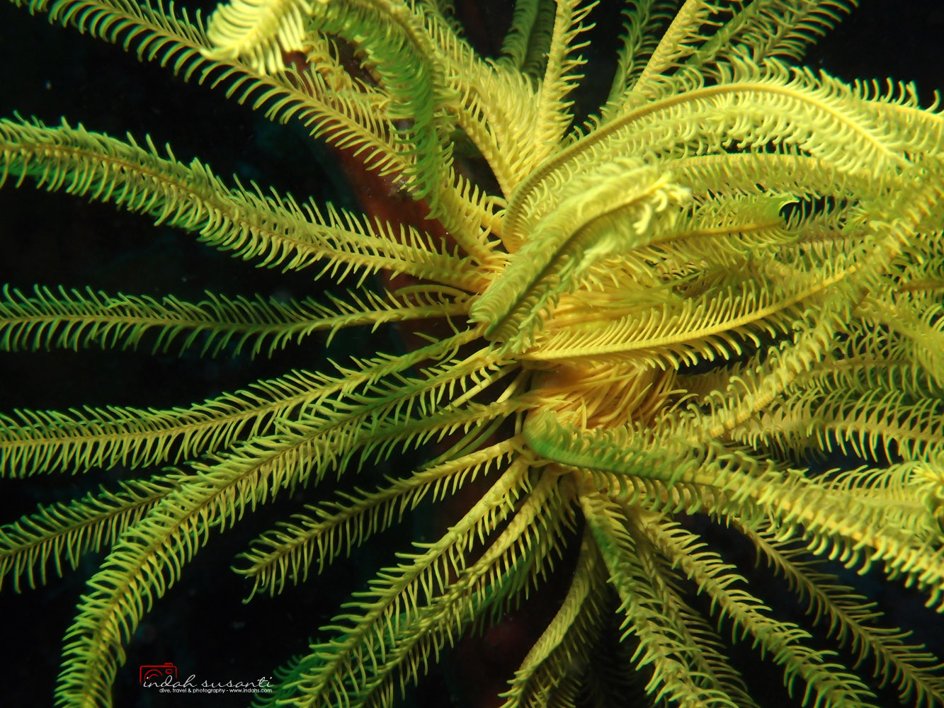 Crinoids Facts: Feather Stars and Sea Lilies – indahs: dive, travel ...