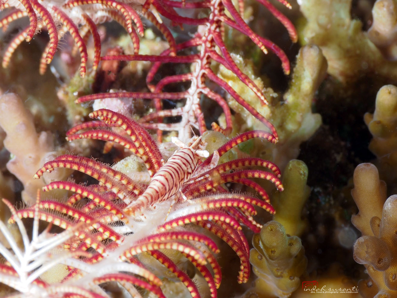 Crinoids Facts: Feather Stars and Sea Lilies – indahs: dive, travel ...