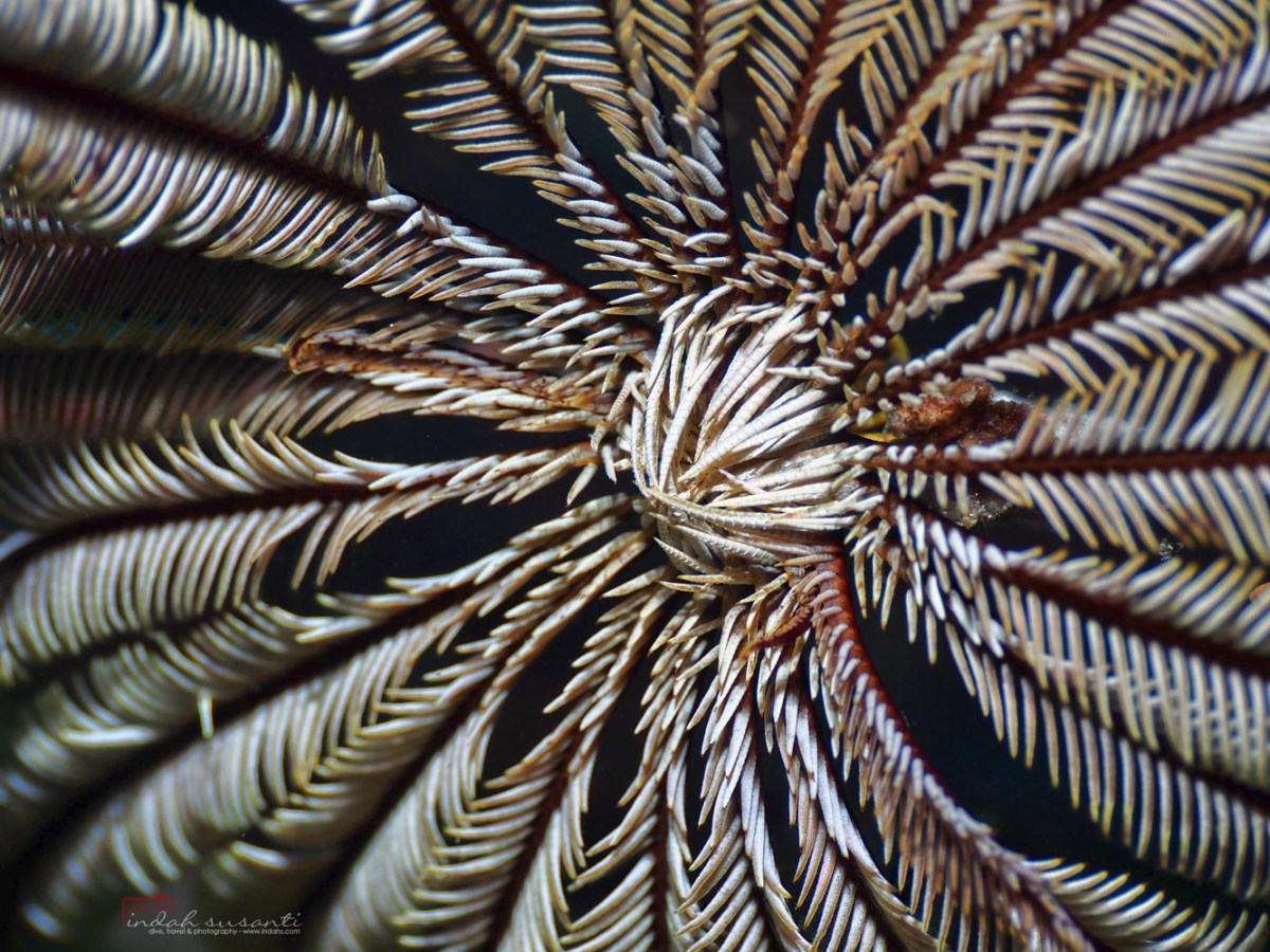 Crinoids Facts: Feather Stars and Sea Lilies – indahs: dive, travel ...