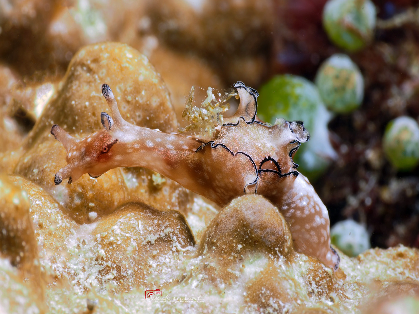 Sea Hares – indahs: dive, travel & photography