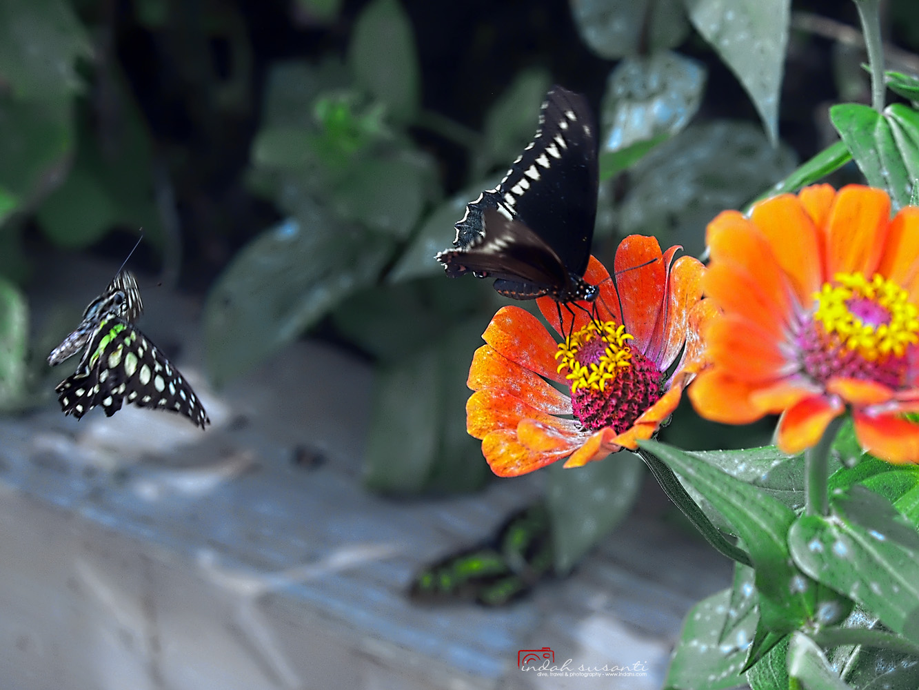 Summer Butterflies – indahs: dive, travel & photography
