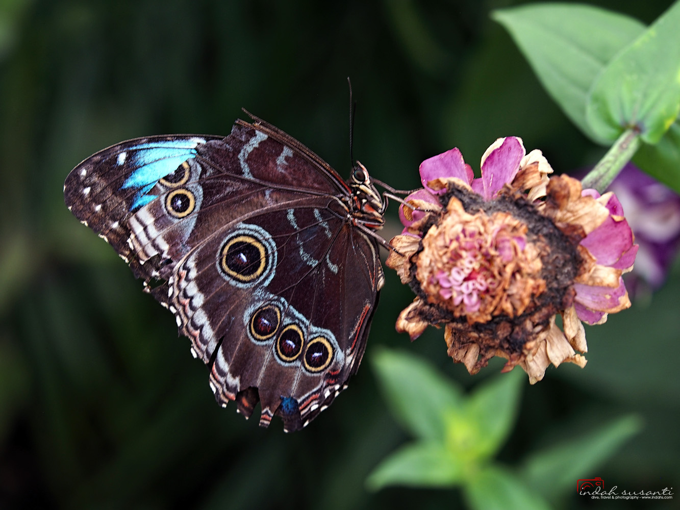 Summer Butterflies – indahs: dive, travel & photography