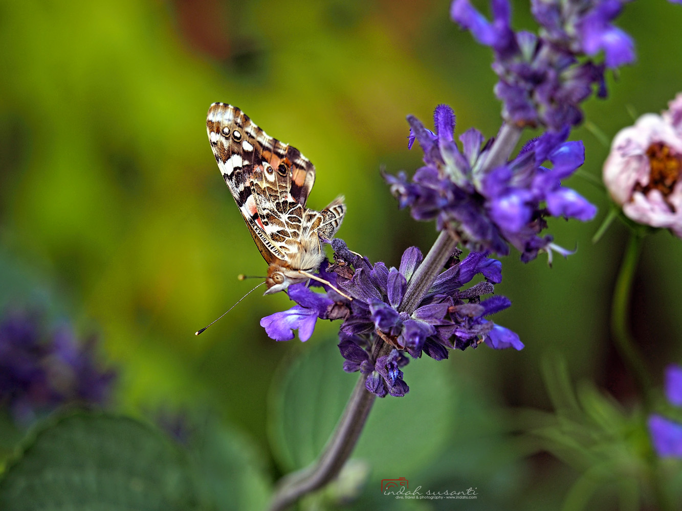 Summer Butterflies – indahs: dive, travel & photography