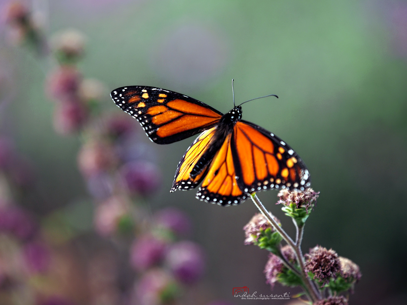 Summer Butterflies – indahs: dive, travel & photography