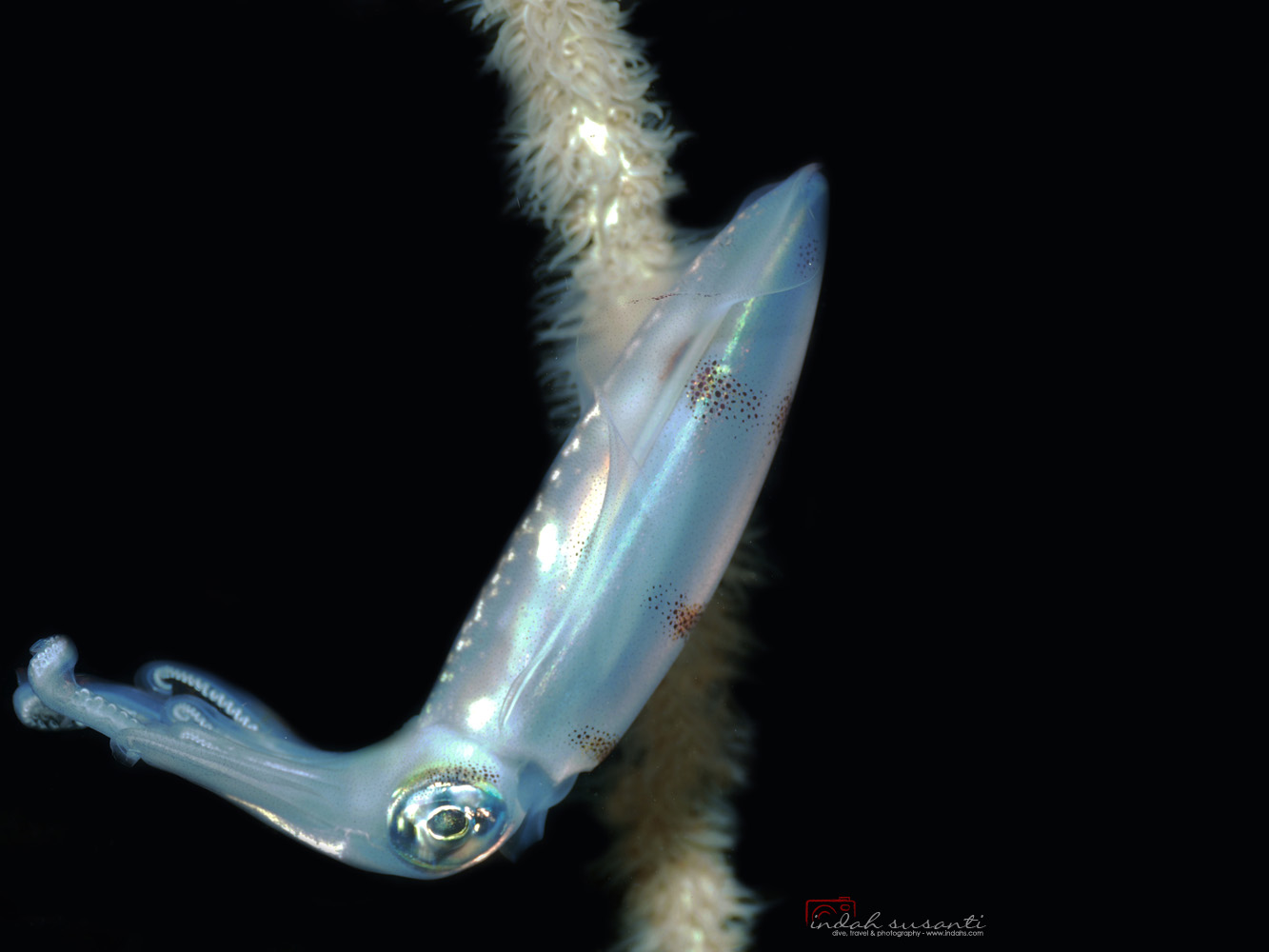 Cuttlefish vs Squid: the Difference and Facts – indahs: dive, travel ...
