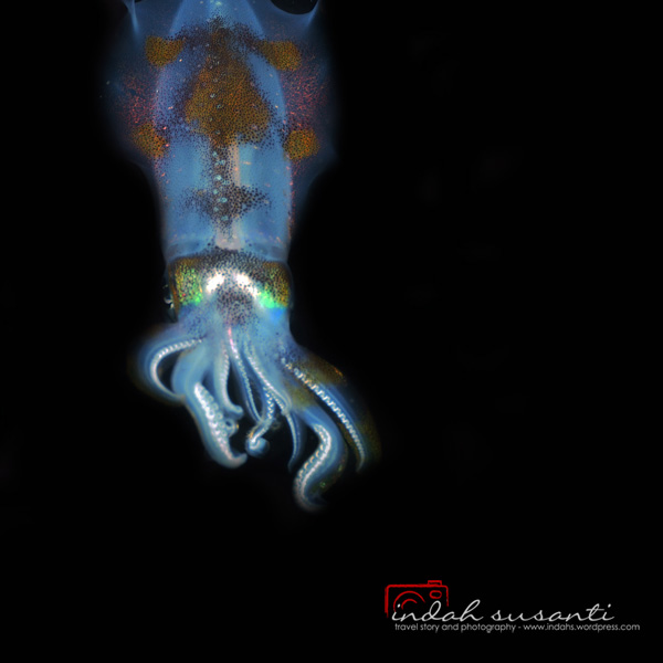 Cuttlefish vs Squid: the Difference and Facts – indahs: dive, travel ...