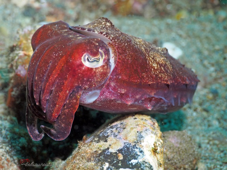 Cuttlefish vs Squid: the Difference and Facts – indahs: dive, travel ...