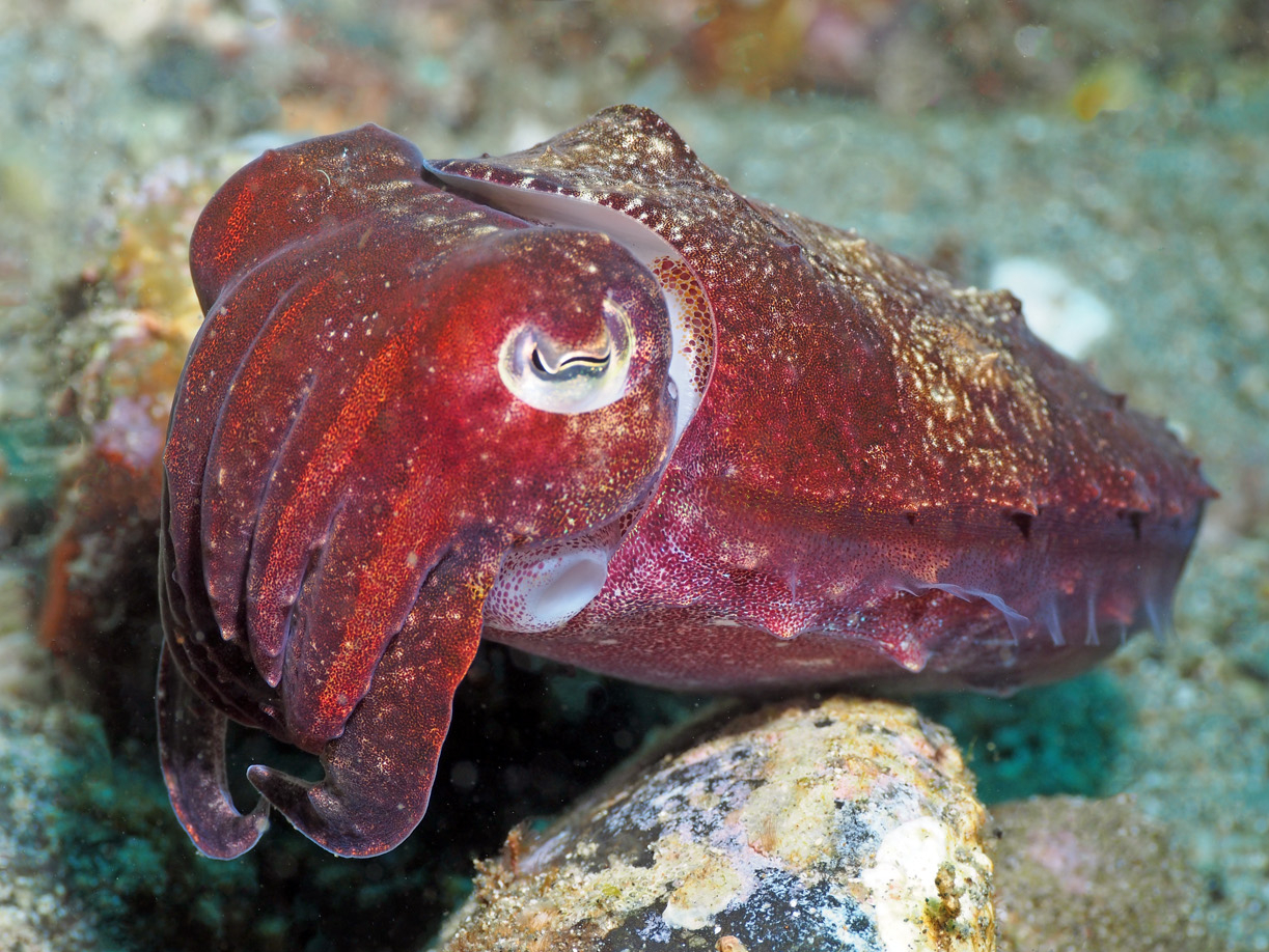Cuttlefish vs Squid: the Difference and Facts – indahs: dive, travel ...