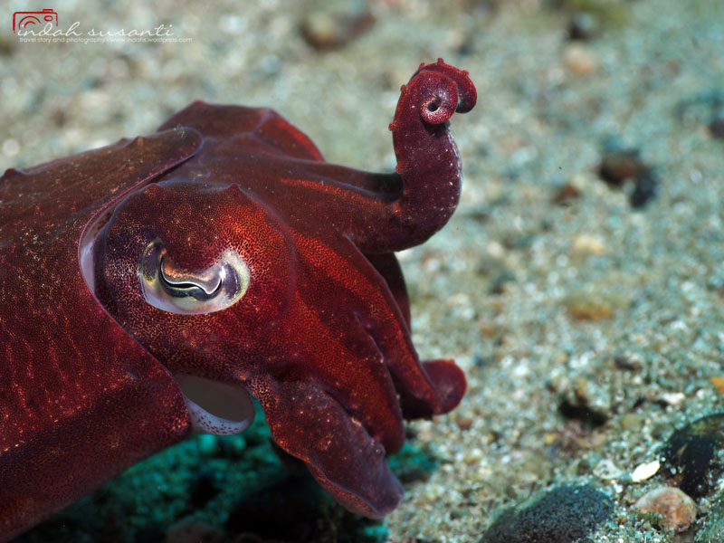 Cuttlefish vs Squid: the Difference and Facts – indahs: dive, travel ...