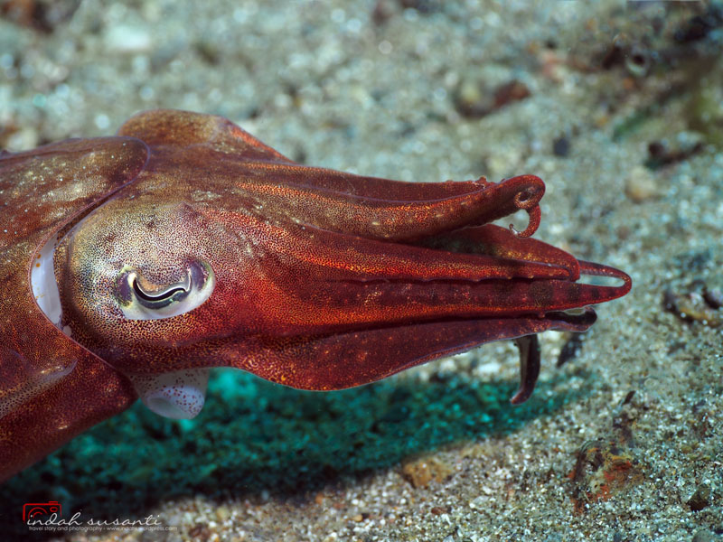 Cuttlefish vs Squid: the Difference and Facts – indahs: dive, travel ...
