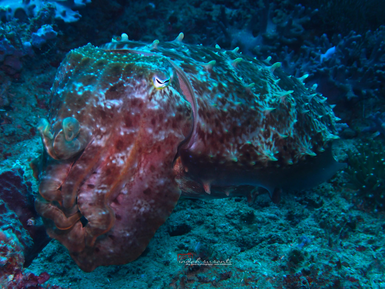 Cuttlefish vs Squid: the Difference and Facts – indahs: dive, travel ...