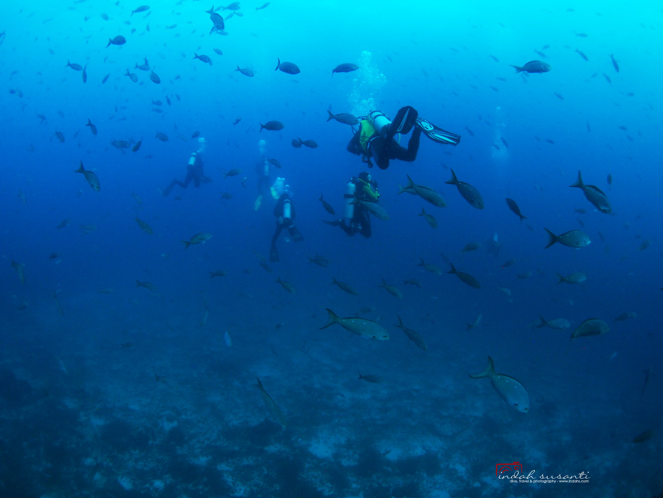 Galápagos: Scuba Diving in Darwin’s Arch and Island – indahs: dive ...