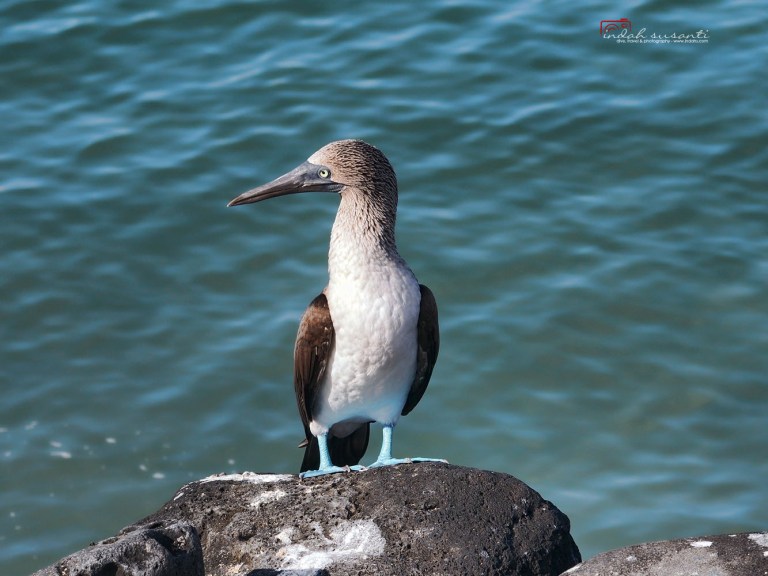 Wildlife Wednesday: Blue-footed Booby – indahs: dive, travel & photography
