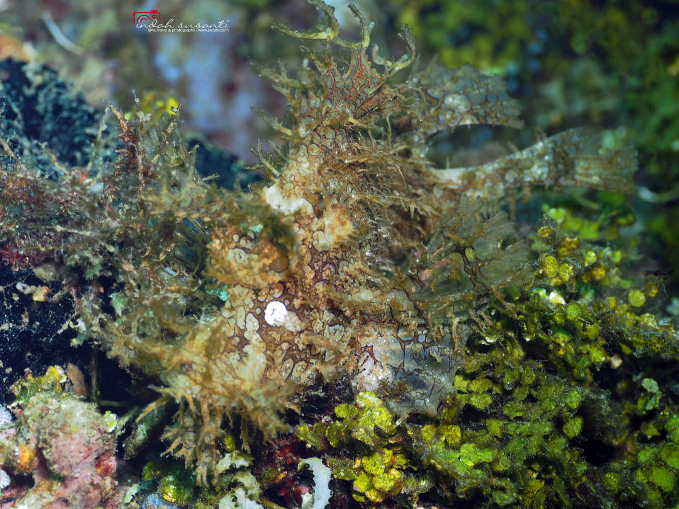 Rhinopias frondosa – a “gaudy” fish from the sea – indahs: dive, travel ...