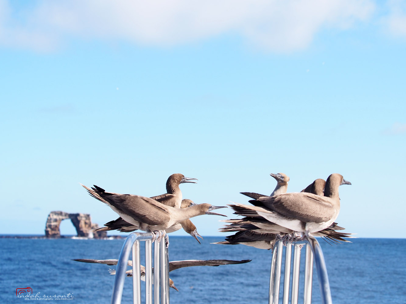 Galápagos: Scuba Diving in Darwin’s Arch and Island – indahs: dive ...
