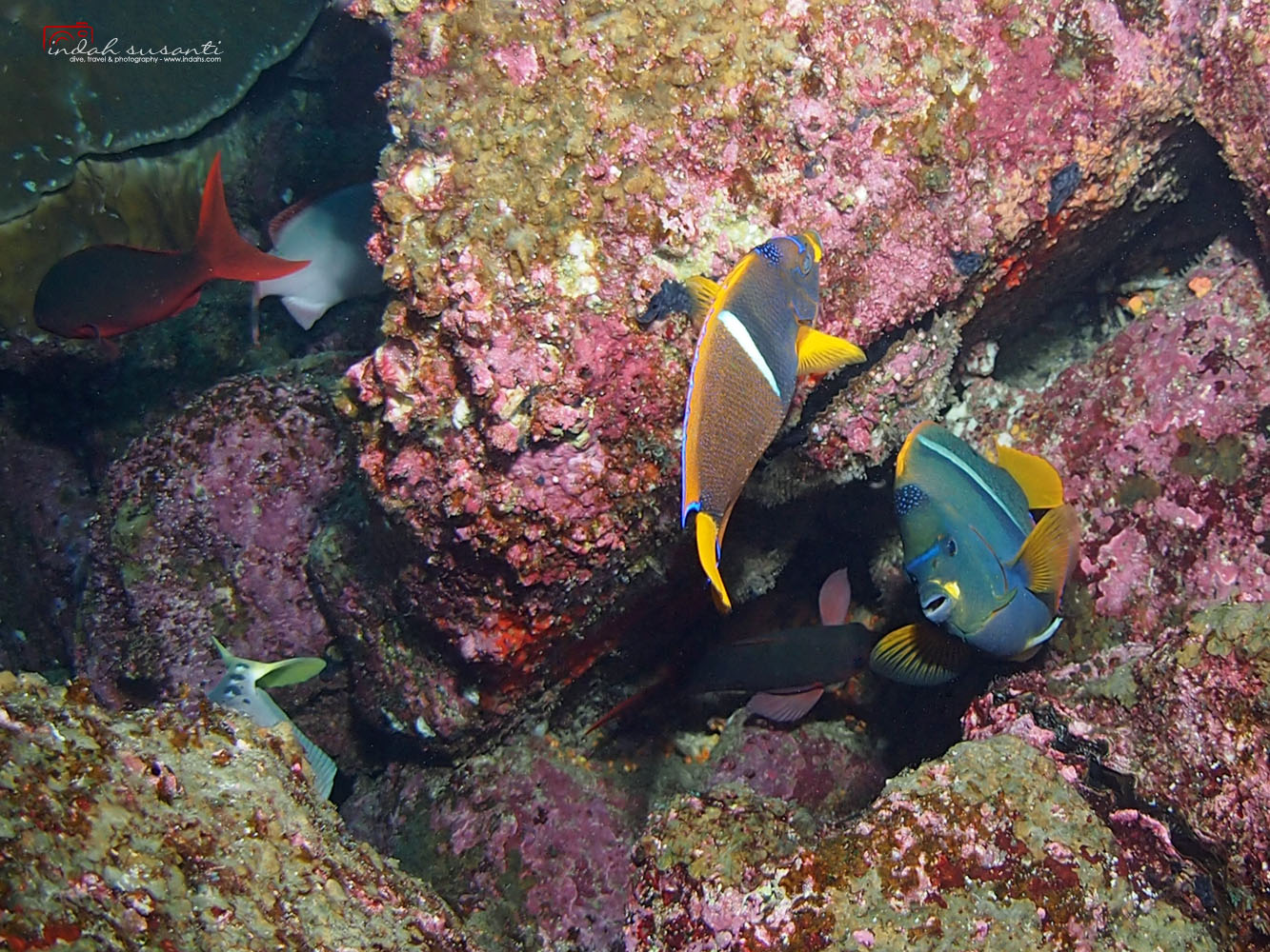 Galápagos: Scuba Diving in Darwin’s Arch and Island – indahs: dive ...