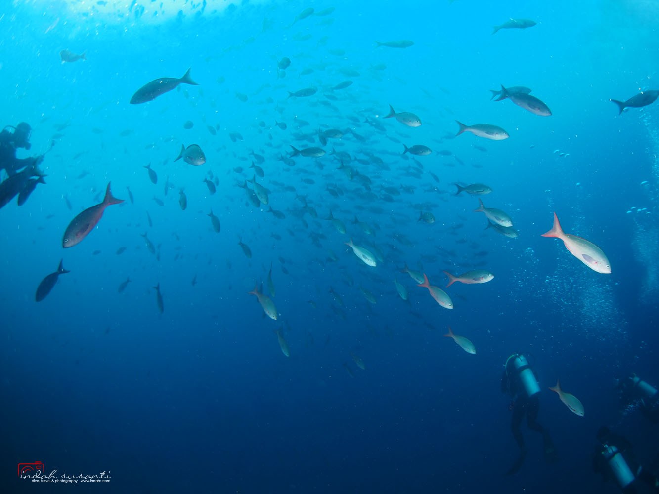 Galápagos: Scuba Diving in Darwin’s Arch and Island – indahs: dive ...