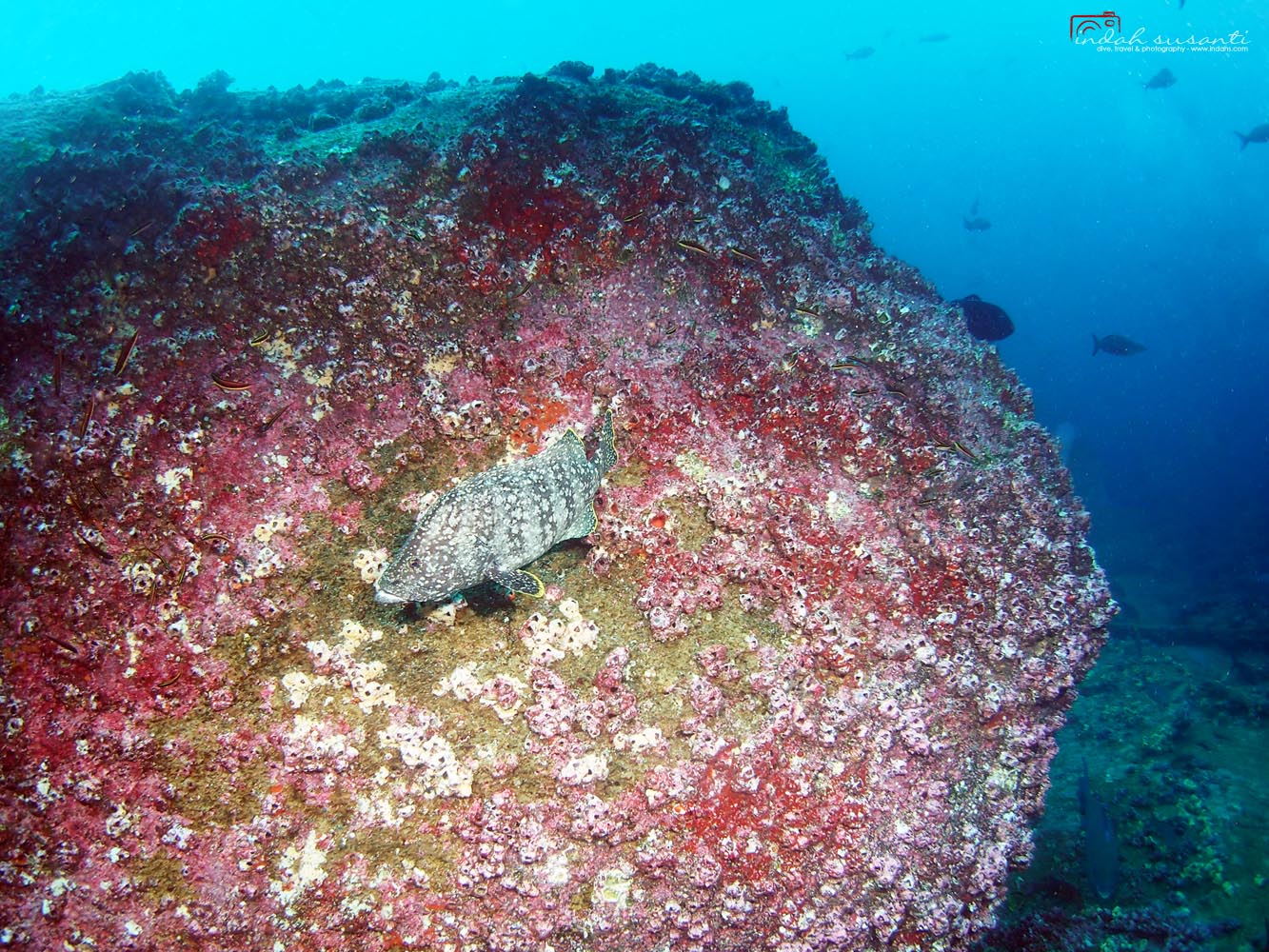 Galápagos: Scuba Diving in Darwin’s Arch and Island – indahs: dive ...