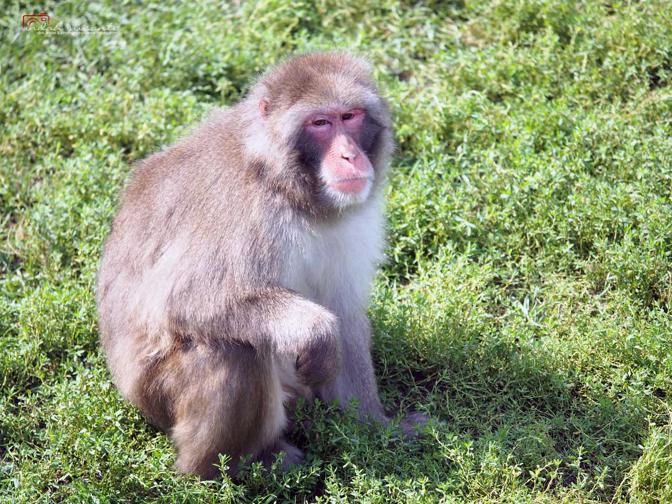 Minnesota Zoo in Pictures – indahs: dive, travel & photography