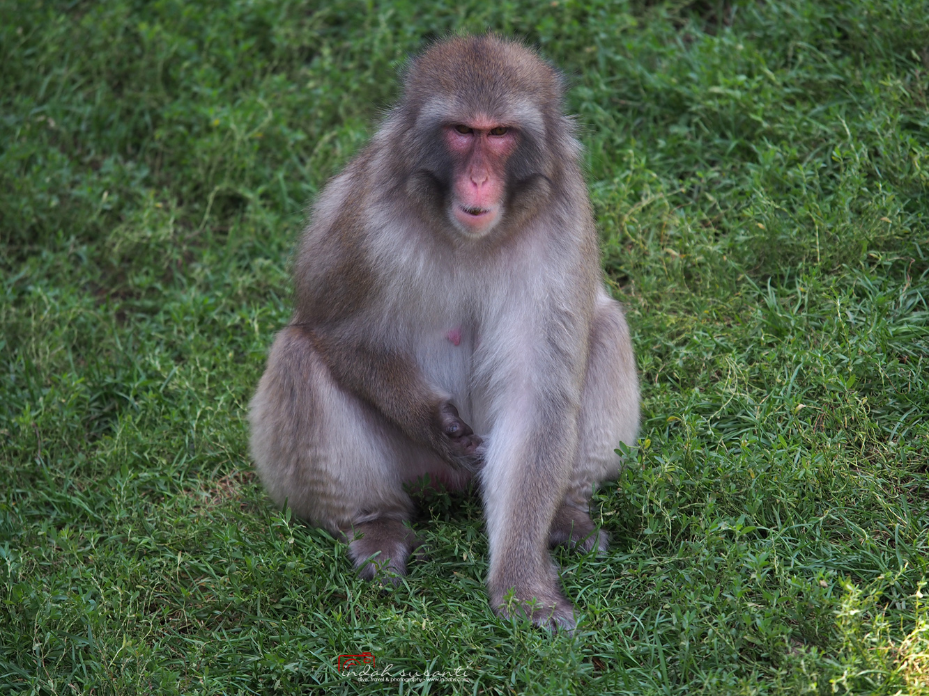 Minnesota Zoo in Pictures – indahs: dive, travel & photography