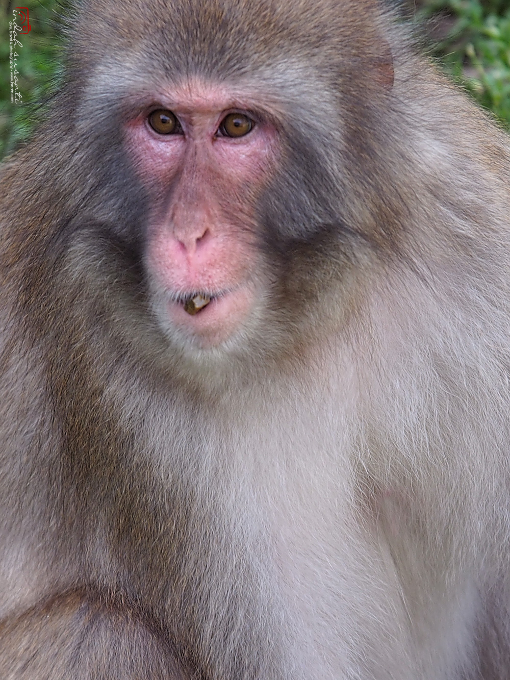 Minnesota Zoo in Pictures – indahs: dive, travel & photography