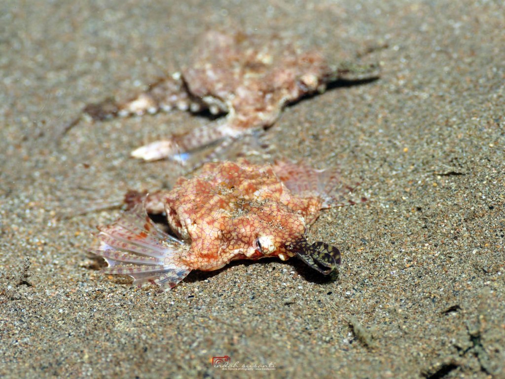 Sea Moths – indahs: dive, travel & photography